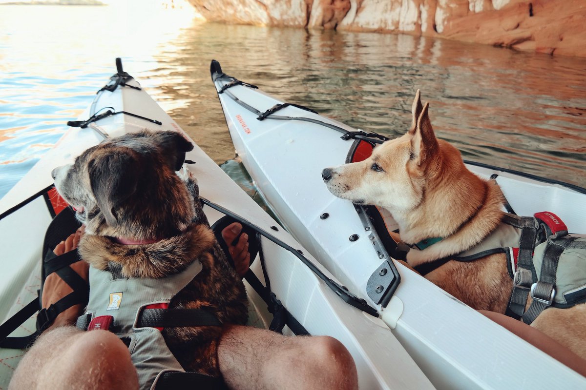 8 Best Kayaks for Dogs – Top Rated Dog-Friendly Kayaks (Winter 2026)