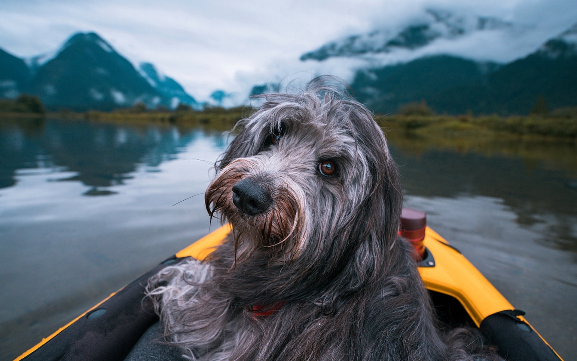 8 Best Kayaks for Dogs – Top Rated Dog-Friendly Kayaks (Winter 2026)